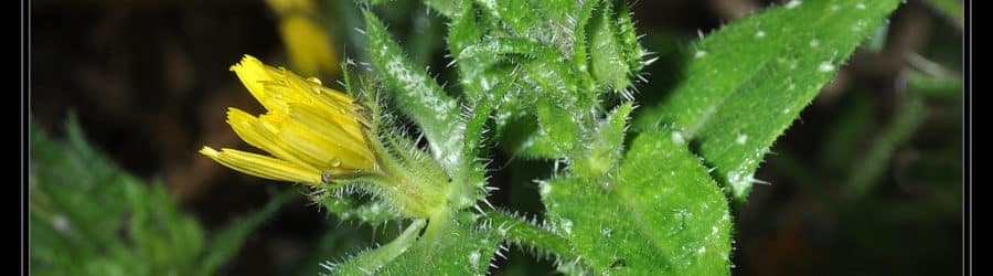 Picrides (Picris) - Entretien, Plantation et Culture | Conservation Nature