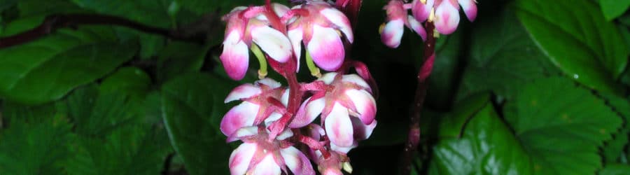 Pyrola - Entretien, Plantation et Culture | Conservation Nature