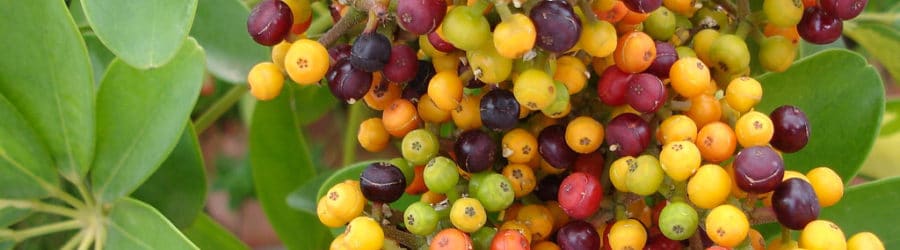 Schefflera - Entretien, Plantation et Culture | Conservation Nature