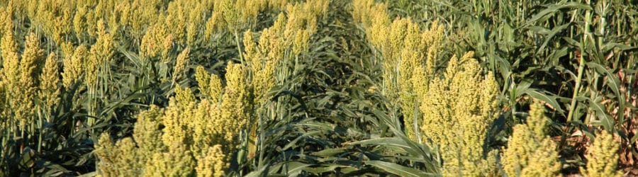 Sorgho (Sorghum) - Entretien, Plantation et Culture | Conservation Nature
