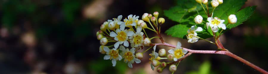 Stéphanandra (Stephanandra) - Entretien, Plantation et Culture ...