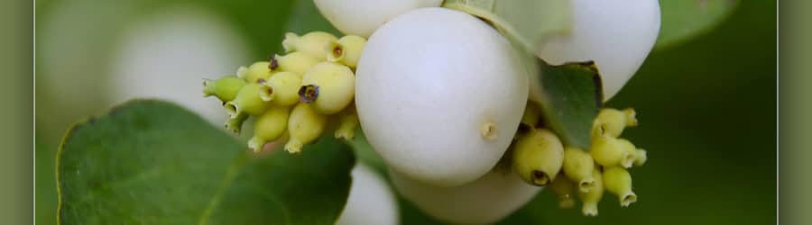 Symphorine (Symphoricarpos) - Entretien, Plantation et Culture ...