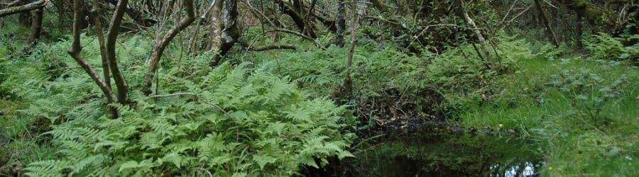 Thelypteris - Entretien, Plantation et Culture | Conservation Nature