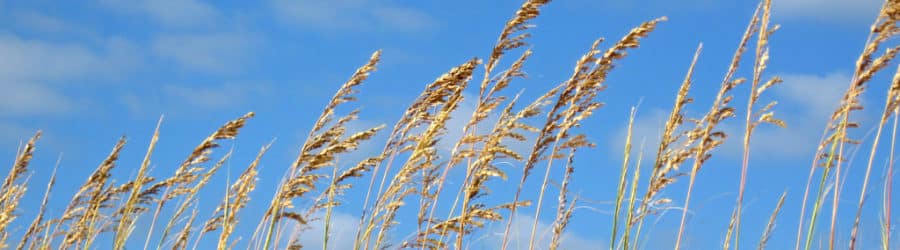 Uniola - Entretien, Plantation et Culture | Conservation Nature