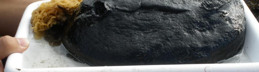 Vaccaria - Entretien, Plantation et Culture | Conservation Nature