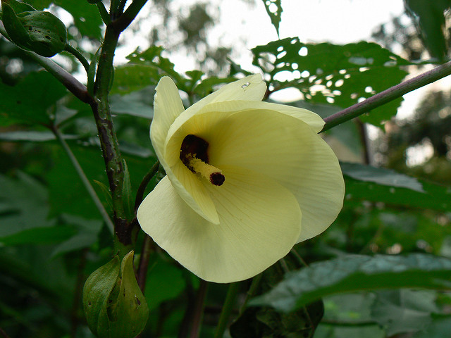 Aibika (Abelmoschus manihot) - Fiche botanique | Conservation Nature