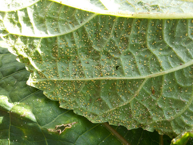 Aibika (Abelmoschus manihot) - Fiche botanique | Conservation Nature