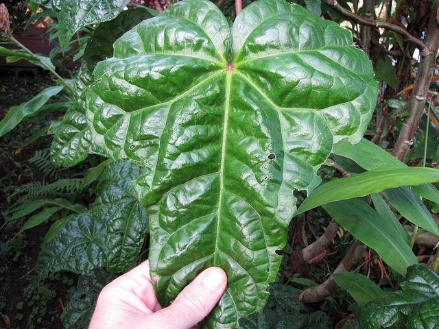 Aibika (Abelmoschus manihot) - Fiche botanique | Conservation Nature