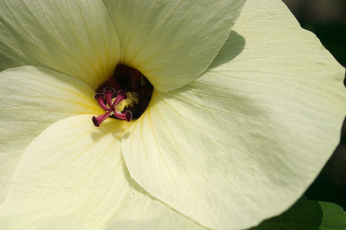 Aibika (Abelmoschus manihot) - Fiche botanique | Conservation Nature