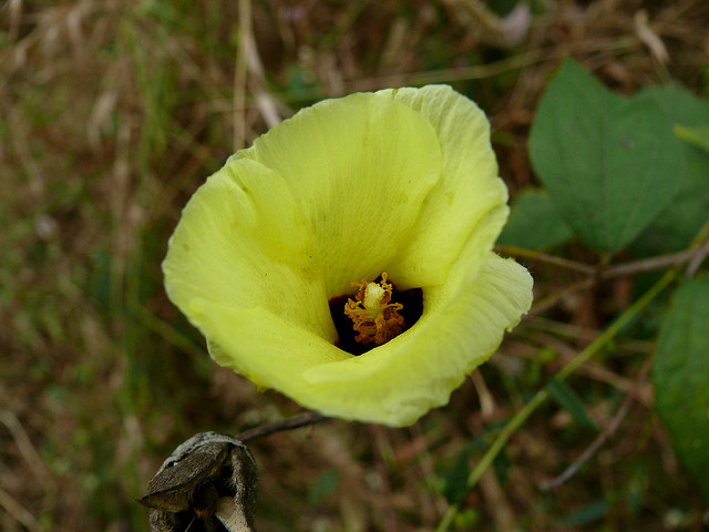Aibika (Abelmoschus manihot) - Fiche botanique | Conservation Nature