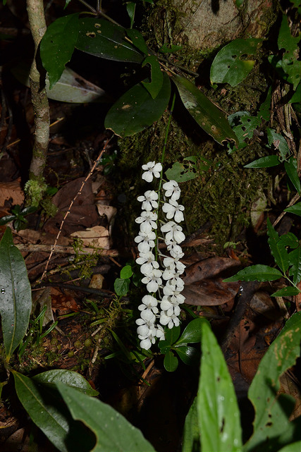 Aerangis citrata - Fiche botanique | Conservation Nature