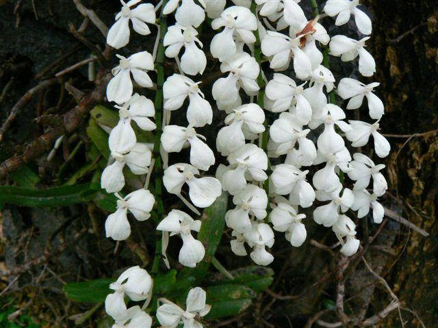 Aerangis citrata - Fiche botanique | Conservation Nature