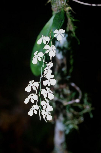 Aerangis citrata - Fiche botanique | Conservation Nature