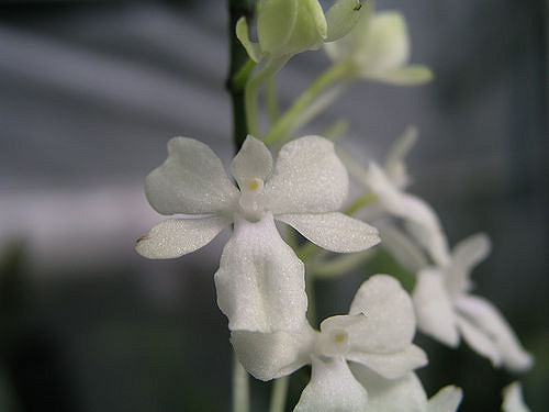 Aerangis citrata - Fiche botanique | Conservation Nature