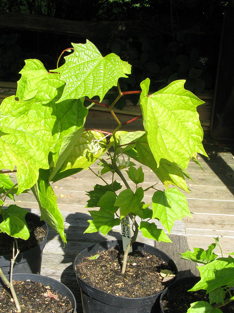 Alangium platanifolium - Fiche botanique | Conservation Nature