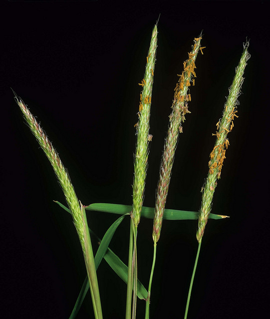 Vulpin des prés (Alopecurus pratensis) - Fiche botanique | Conservation ...