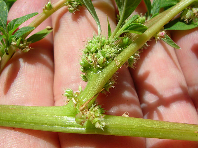 Amarante épineuse (Amaranthus spinosus) - Fiche botanique ...