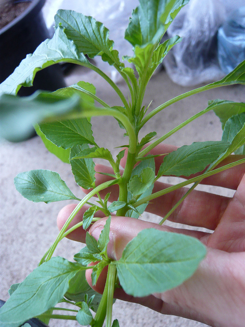 Amarante épineuse (Amaranthus spinosus) - Fiche botanique ...