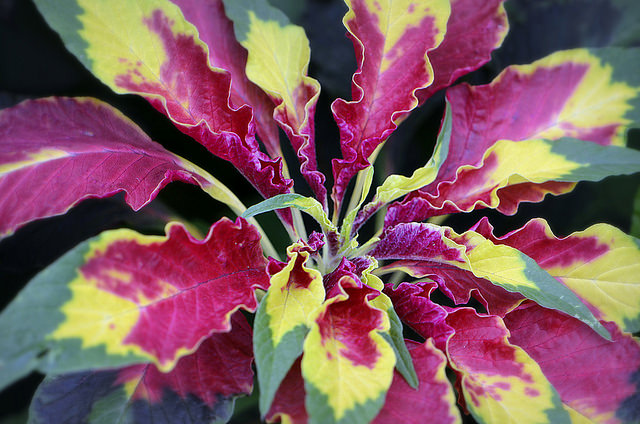 Amarante tricolore (Amaranthus tricolor) - Fiche botanique ...