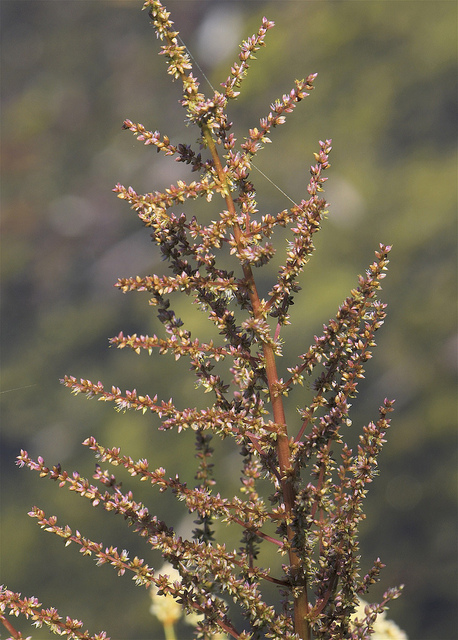Amaranthus tuberculatus - Fiche botanique | Conservation Nature