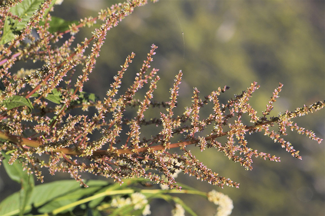 Amaranthus tuberculatus - Fiche botanique | Conservation Nature