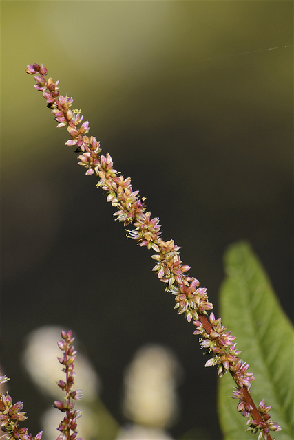 Amaranthus tuberculatus - Fiche botanique | Conservation Nature