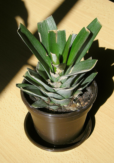 Ananas (Ananas comosus) - Fiche botanique | Conservation Nature