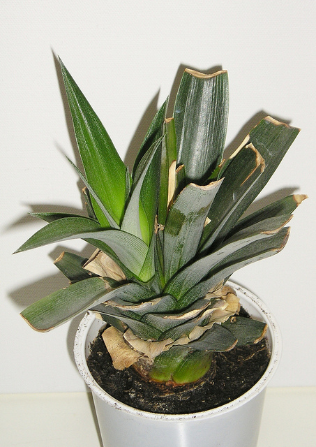 Ananas (Ananas comosus) - Fiche botanique | Conservation Nature