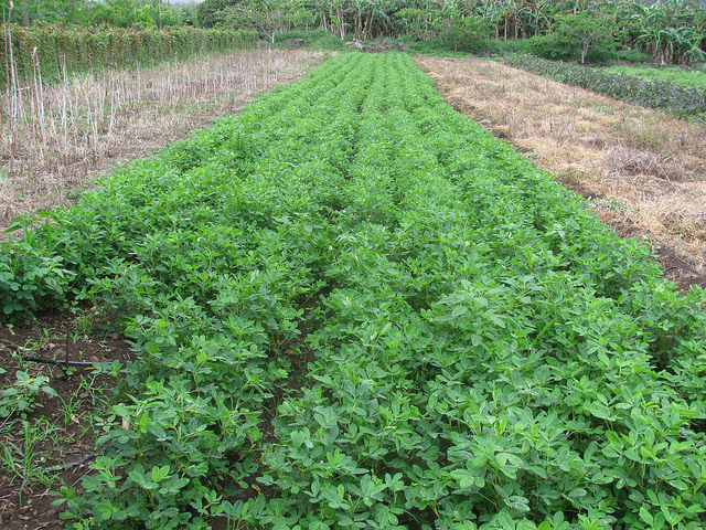 Arachide (Arachis hypogaea) - Fiche botanique | Conservation Nature