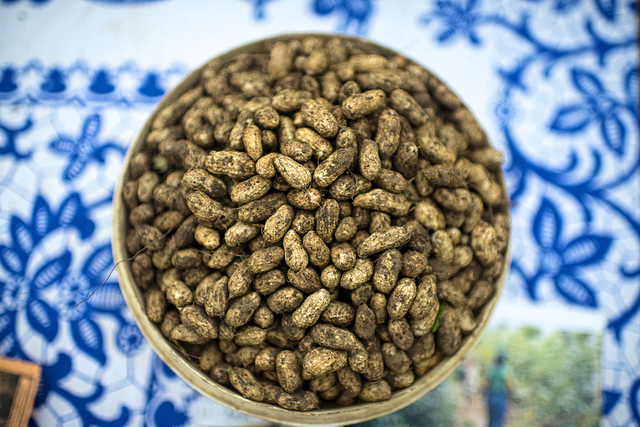 Arachide (Arachis hypogaea) - Fiche botanique | Conservation Nature