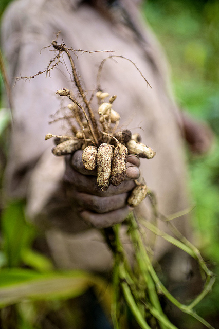 Arachide (Arachis hypogaea) - Fiche botanique | Conservation Nature