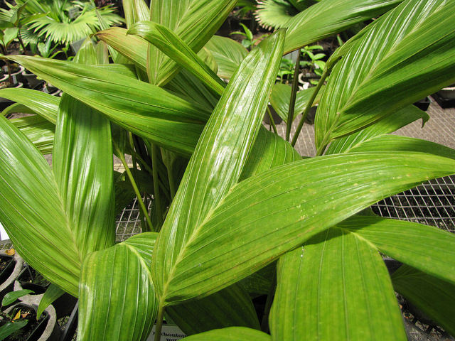 Archontophoenix purpurea - Fiche botanique | Conservation Nature