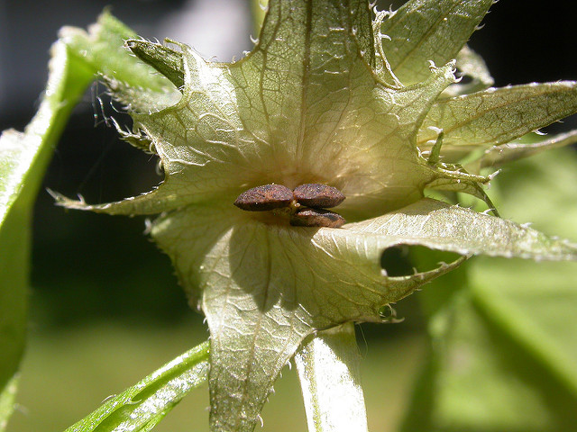 Rapette couchée (Asperugo procumbens) - Fiche botanique | Conservation ...