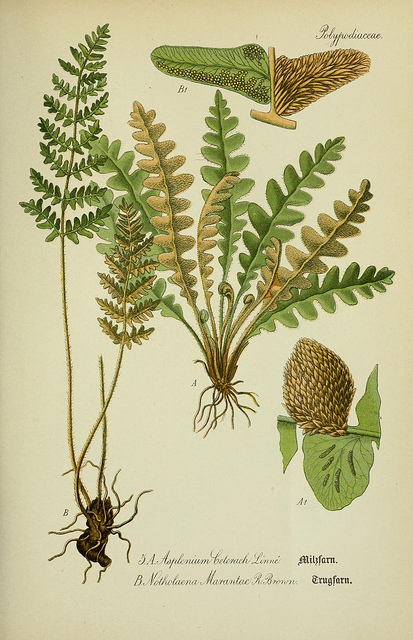 Cétérach officinal (Asplenium ceterach) - Fiche botanique ...
