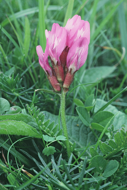 Astragale du danemark (Astragalus danicus) - Fiche botanique ...