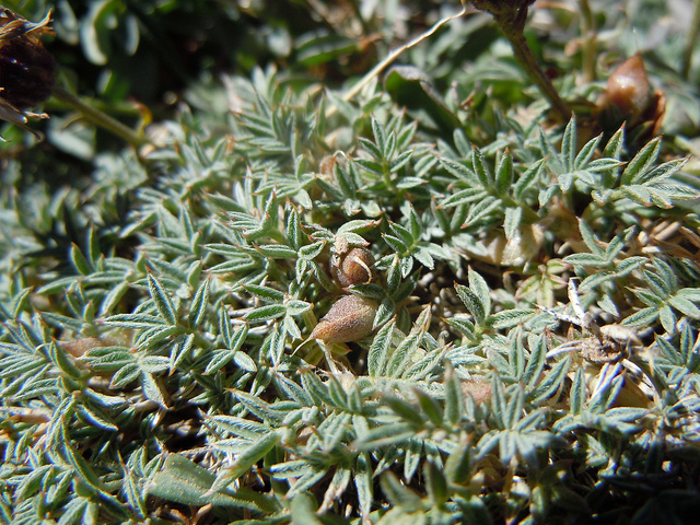 Astragalus kentrophyta - Fiche botanique | Conservation Nature