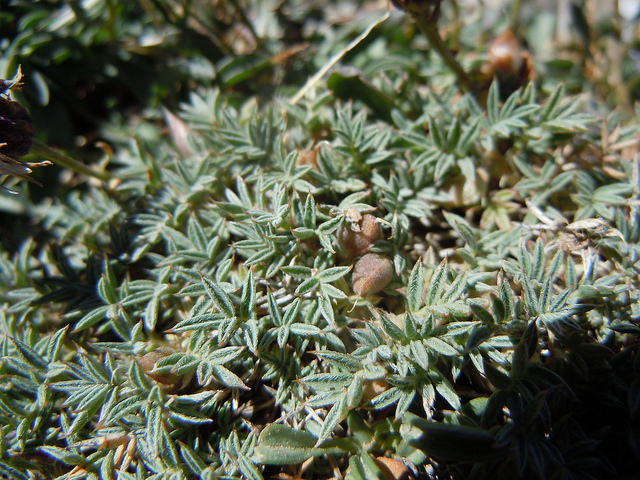 Astragalus kentrophyta - Fiche botanique | Conservation Nature