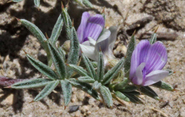 Astragalus kentrophyta - Fiche botanique | Conservation Nature