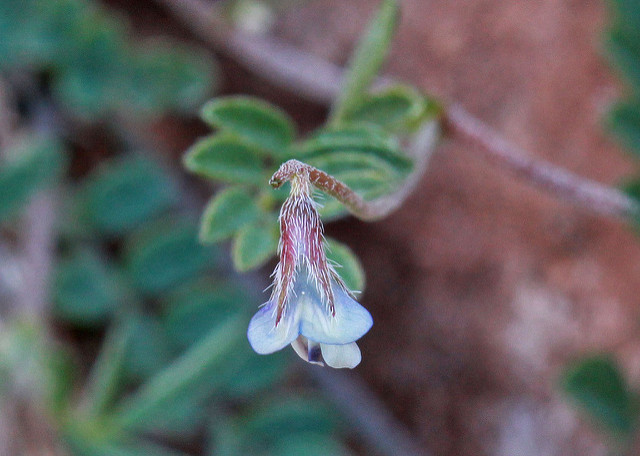 Astragalus nuttallianus - Fiche botanique | Conservation Nature