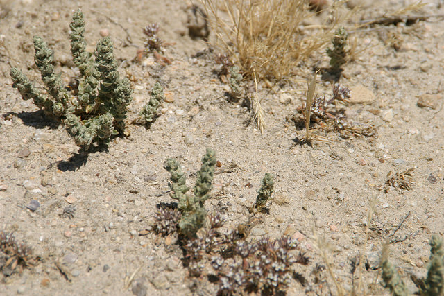 Atriplex coronata - Fiche botanique | Conservation Nature