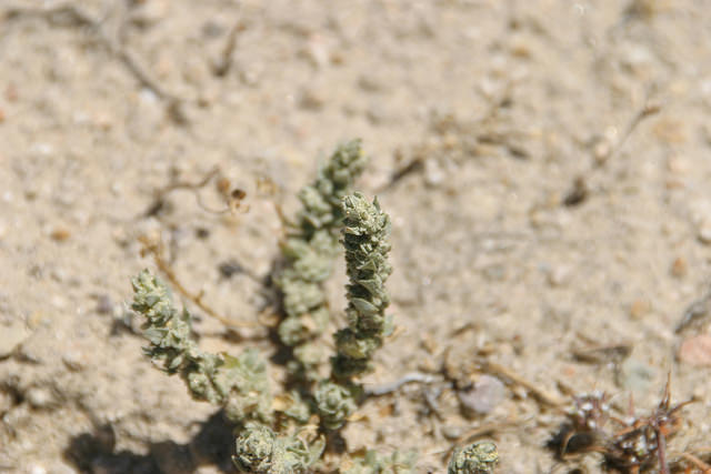 Atriplex coronata - Fiche botanique | Conservation Nature