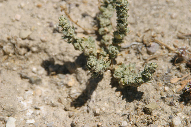 Atriplex coronata - Fiche botanique | Conservation Nature