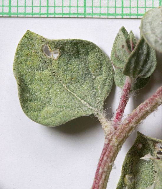 Atriplex powellii - Fiche botanique | Conservation Nature