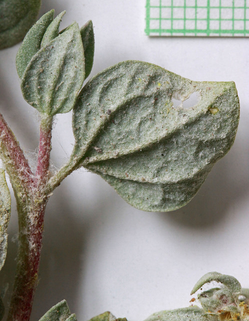 Atriplex powellii - Fiche botanique | Conservation Nature