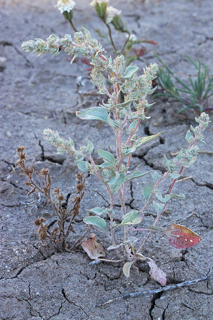 Atriplex powellii - Fiche botanique | Conservation Nature