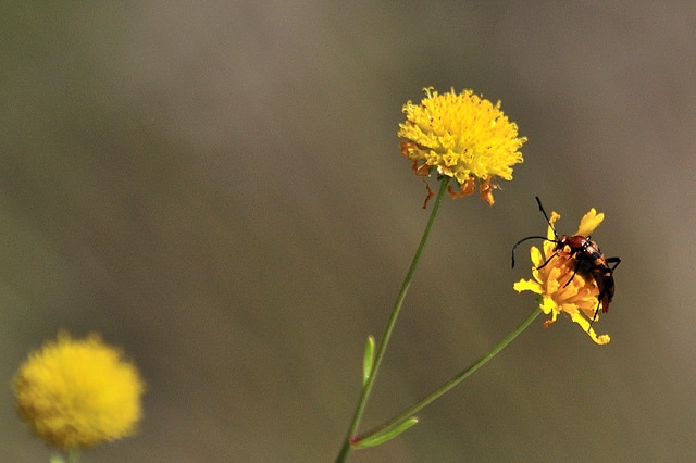 Balduina angustifolia - Fiche botanique | Conservation Nature