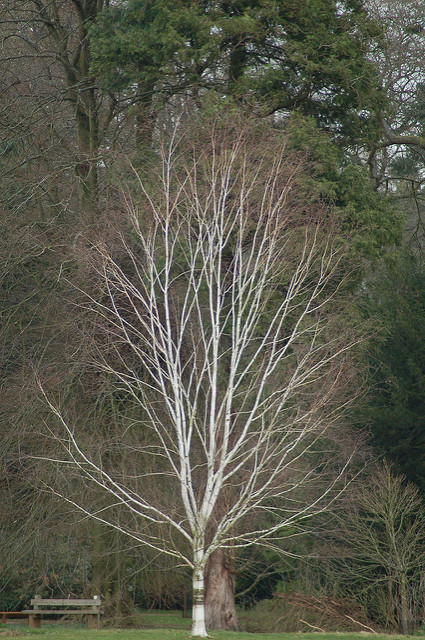 Betula utilis - Fiche botanique | Conservation Nature