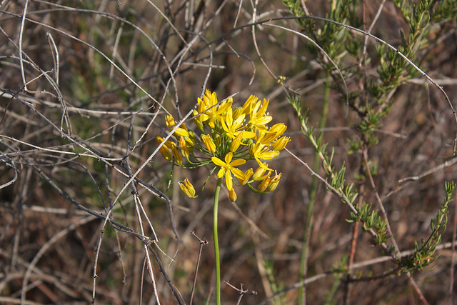 Bloomeria crocea - Fiche botanique | Conservation Nature
