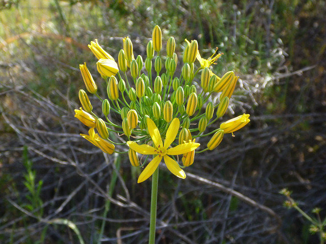 Bloomeria crocea - Fiche botanique | Conservation Nature
