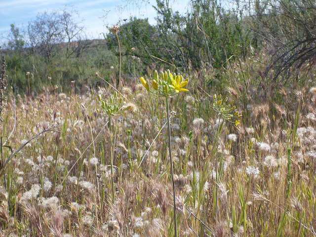 Bloomeria crocea - Fiche botanique | Conservation Nature